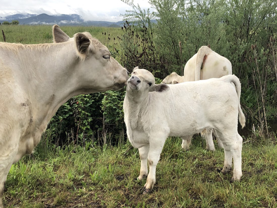 Murray Grey Cattle - Countryside